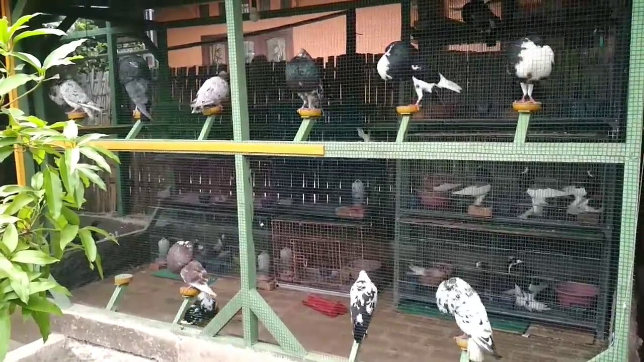 Gaditano pouter & Norwich cropper - YouTube