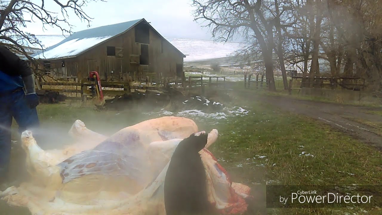 On the Homestead processing a Beef - YouTube