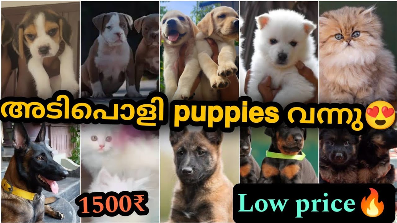 കുറഞ്ഞ വിലയിൽ അടിപൊളി PETS 🔥| Dogs and cats available for Sale in Kerala | PETS POINT - YouTube