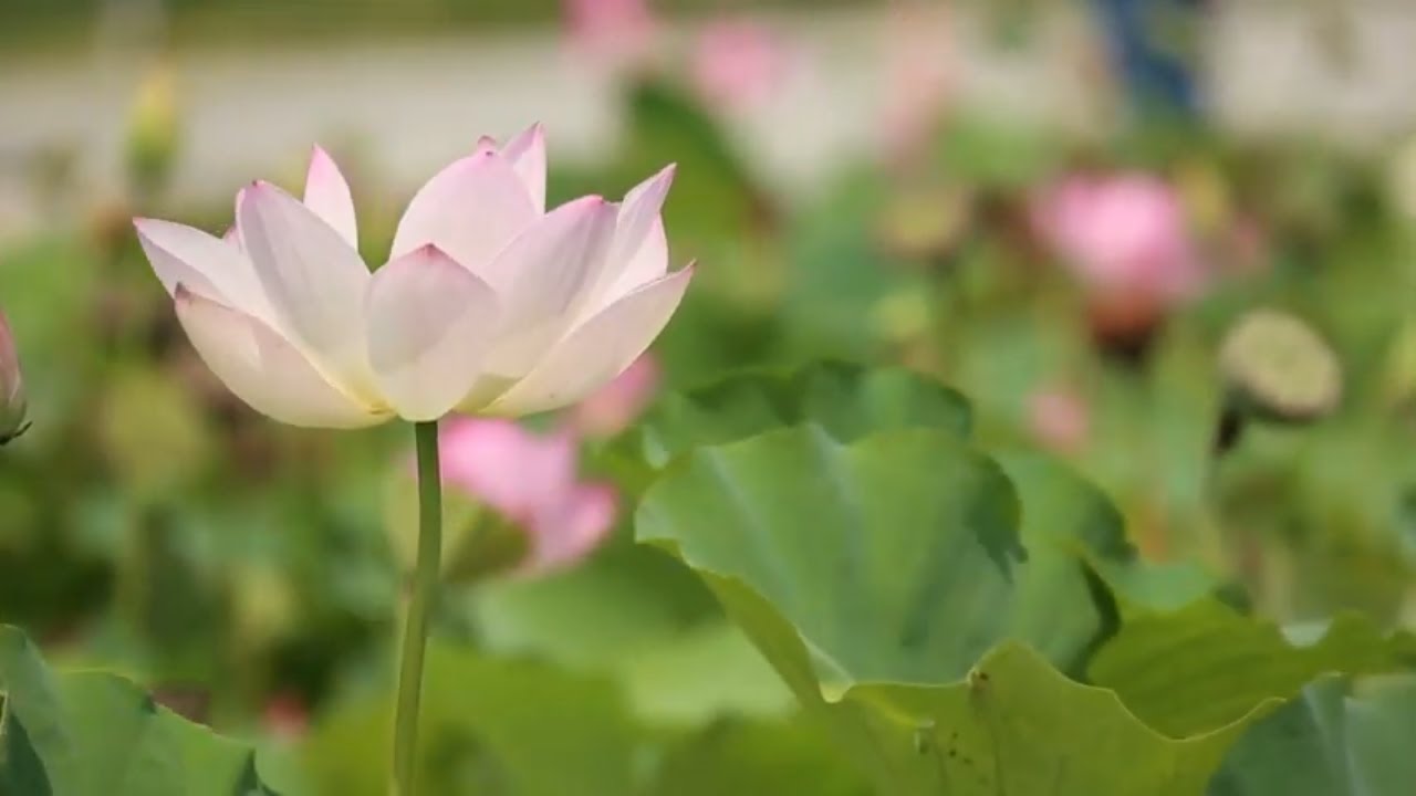 live with nature#3 |100%mindsoothing|relaxing| - YouTube