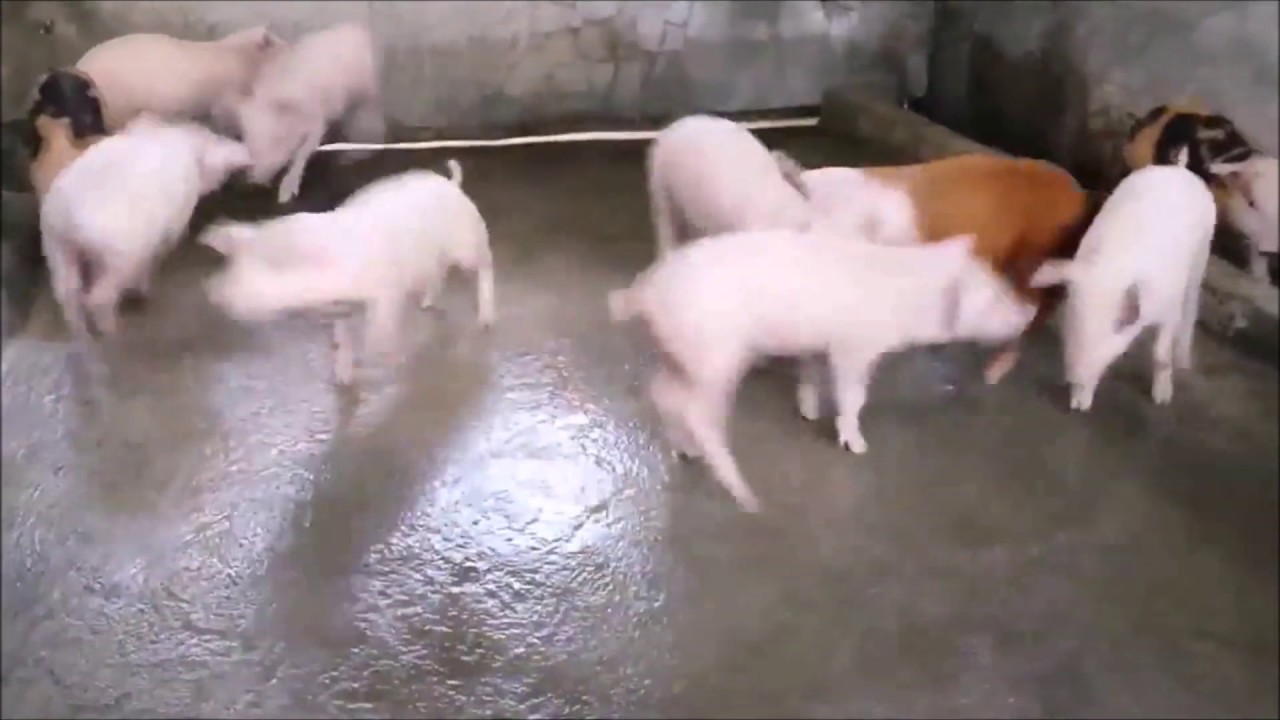 Animals Moshing - BEST Compilation - Funny Animal Videos - YouTube