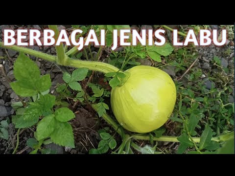 labu taiwan - YouTube