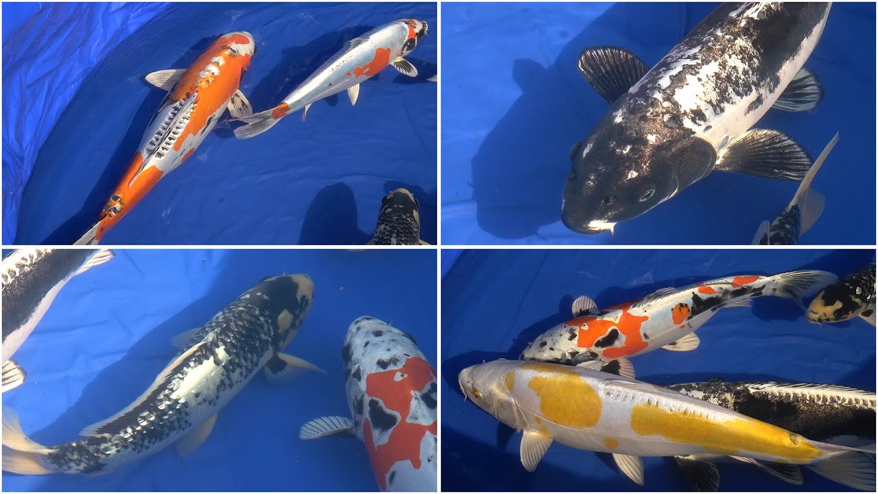 My Koi Breeding Project - Part 24 - A look at some parent Koi - YouTube