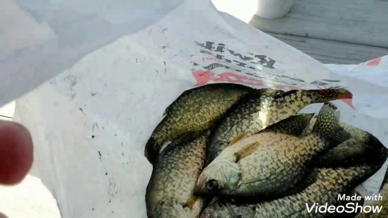 Minnesota Crappie Catch and Cook!! (12 inch Crappie) Stay Tuned!! - YouTube