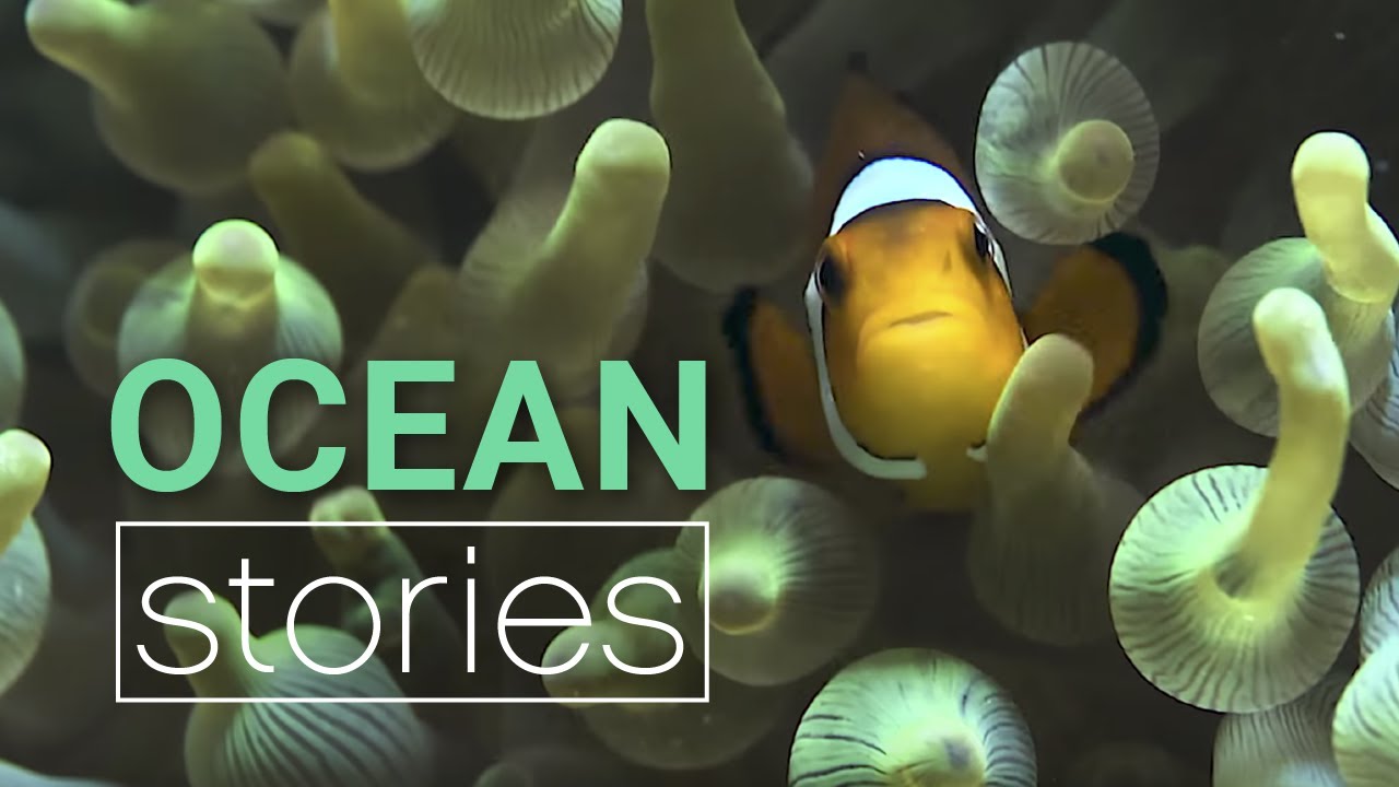 our-oceans-are-home-ocean-stories-youtube