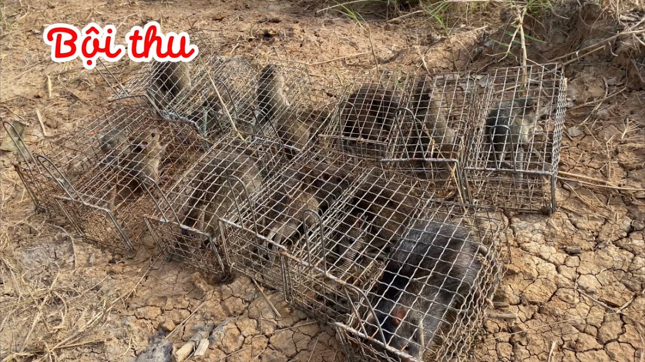 trap rats but stick a lot of rice rats // ba gạo tv - YouTube