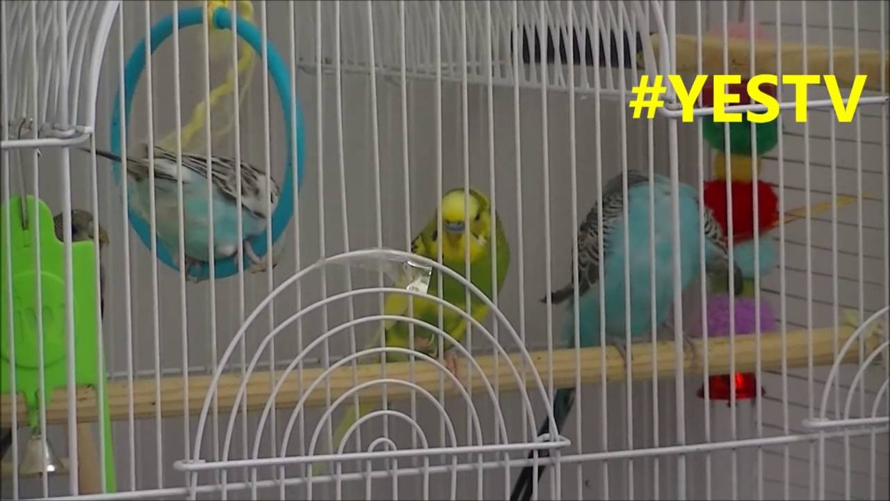 budgie trick 'BUDGIE WHISPERER' parakeet's swing - YouTube