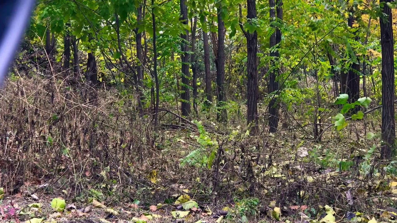 Slingshot the 1cm tree - YouTube