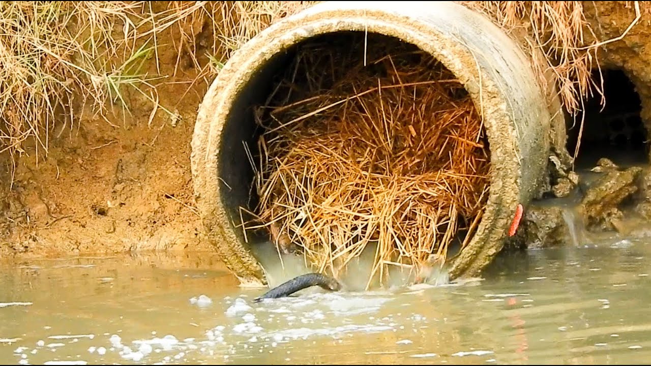 Remove Debris Clogged Multi Culvert Drain Water Until Flow To Field And ...