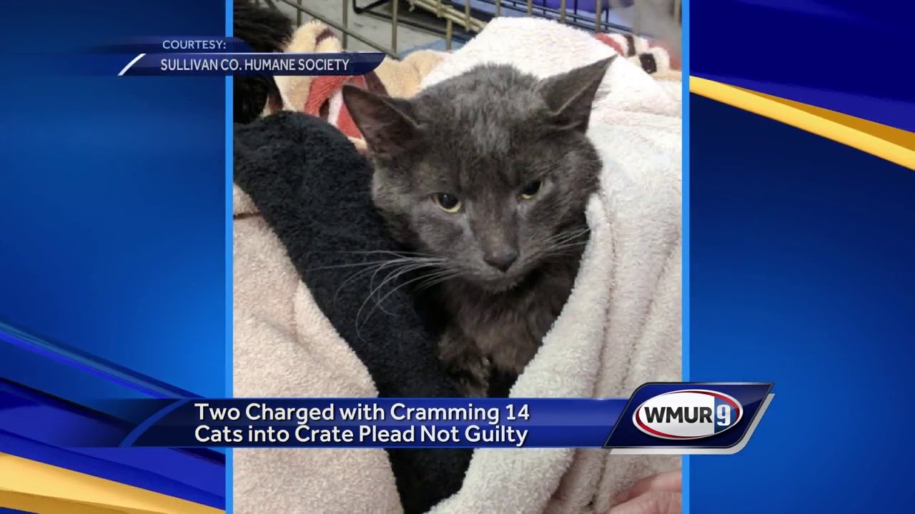 2 charged with cramming 14 cats into crate plead not guilty - YouTube