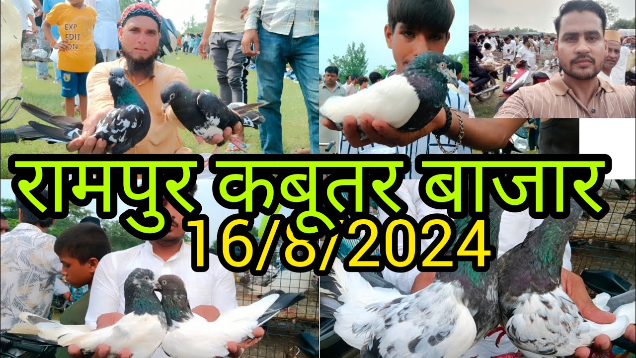 रामपुर कबूतर बाजार Rampur Kabootar barjar 16/8/2024 - YouTube