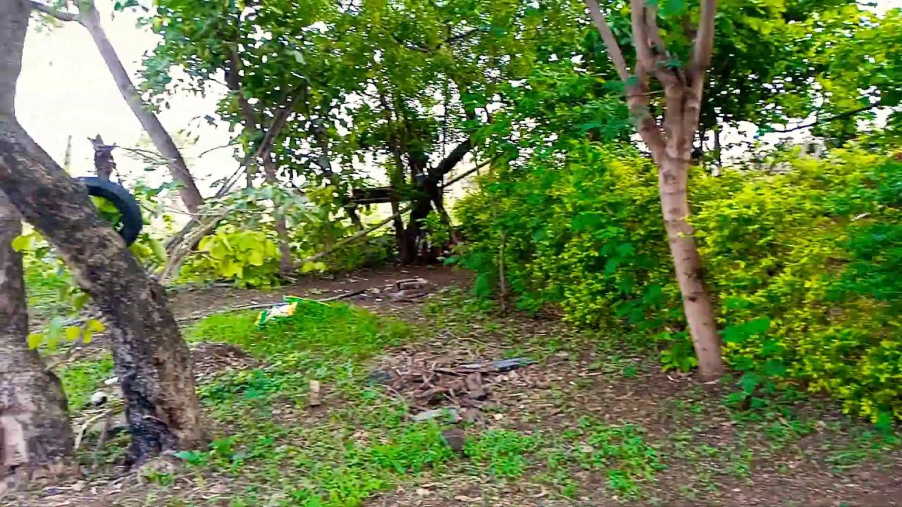 Tree par chadne ka aasan tarika - YouTube