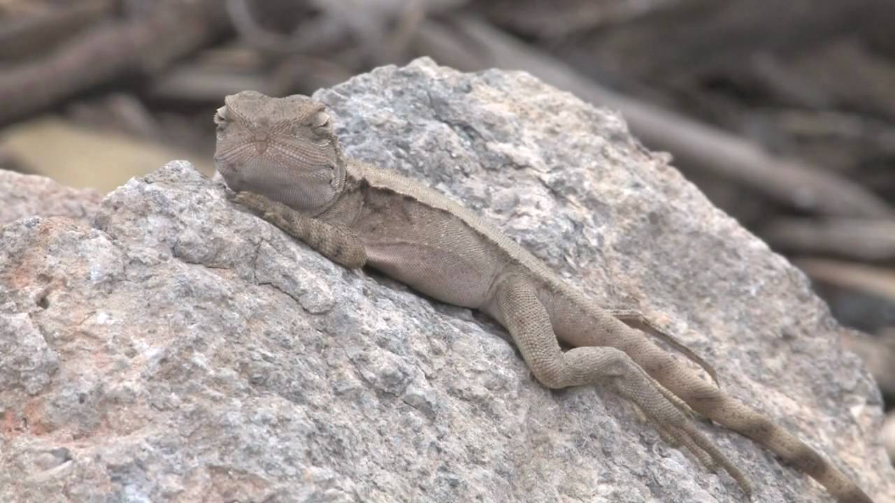 Australian Reptiles - Crested Dragon - YouTube