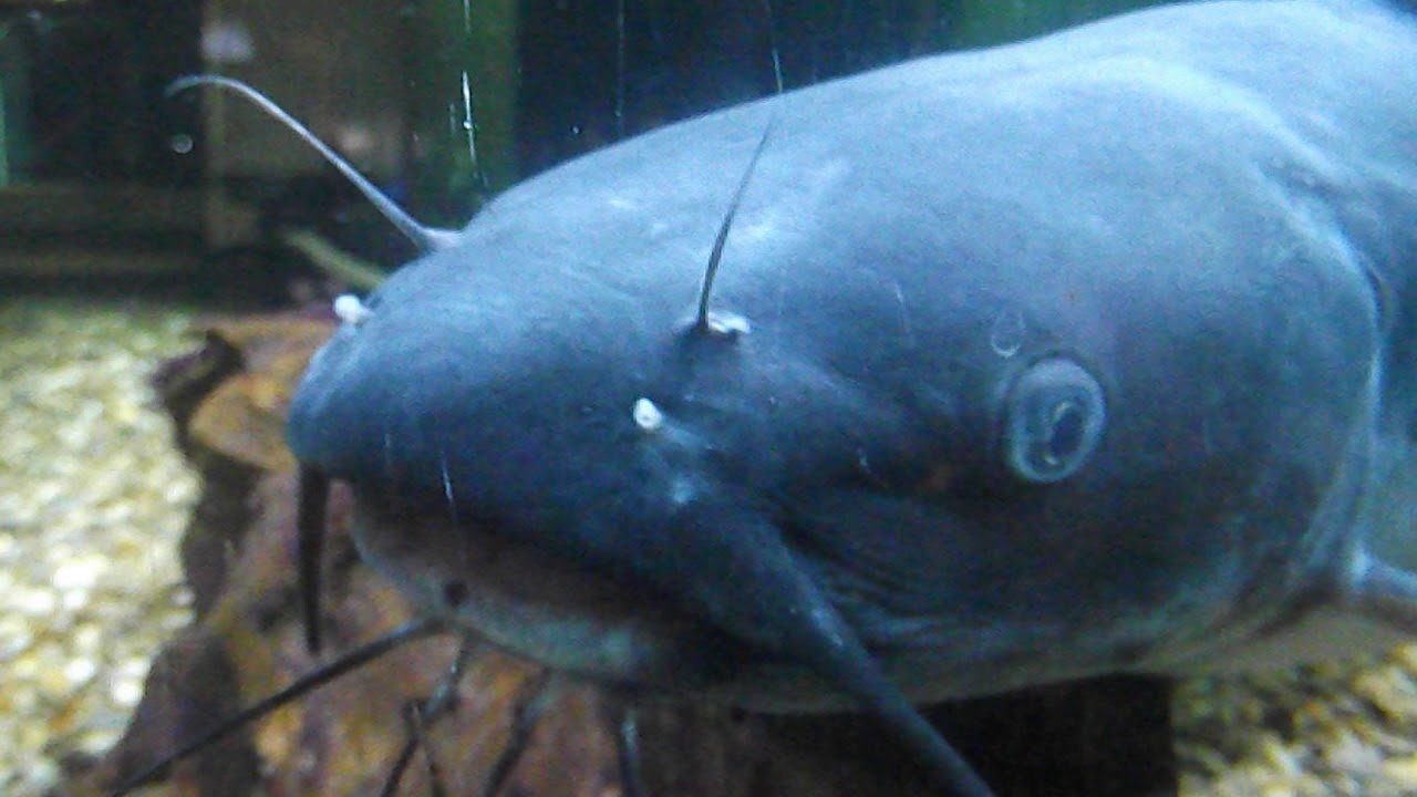 BEN THE NASHVILLE PREDATORS CATFISH - YouTube