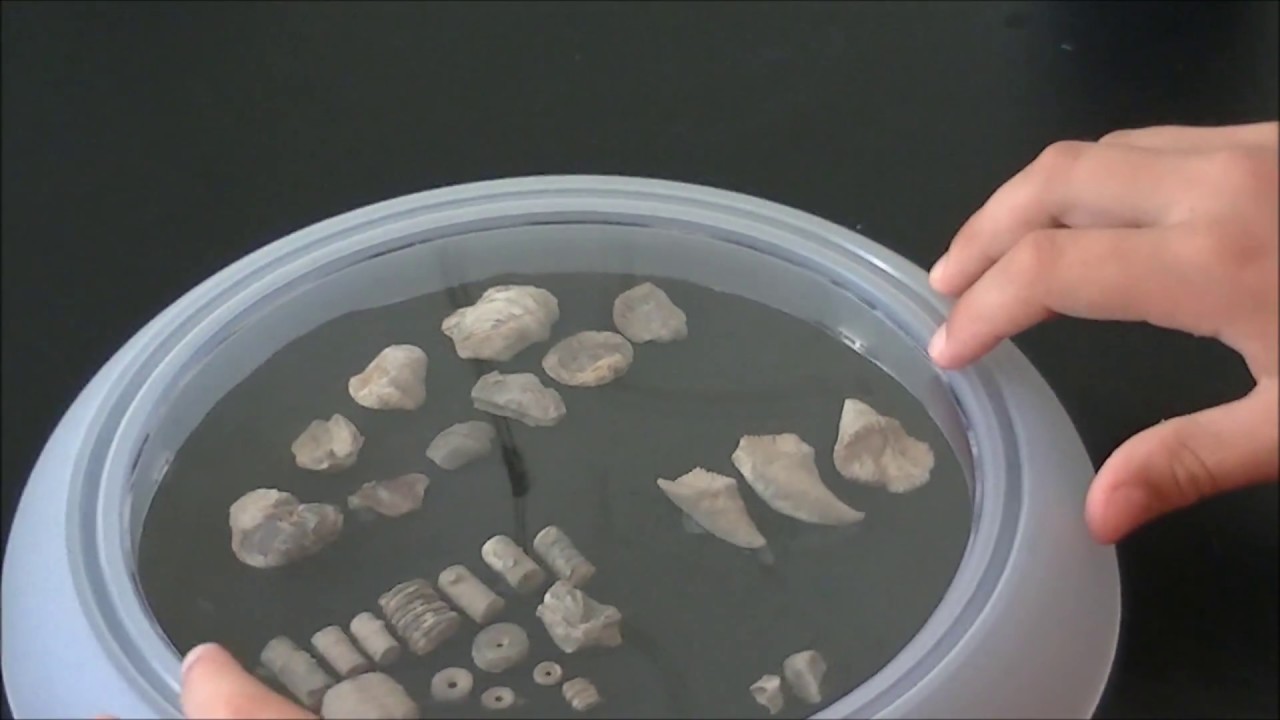 Fossil clock display project. - YouTube