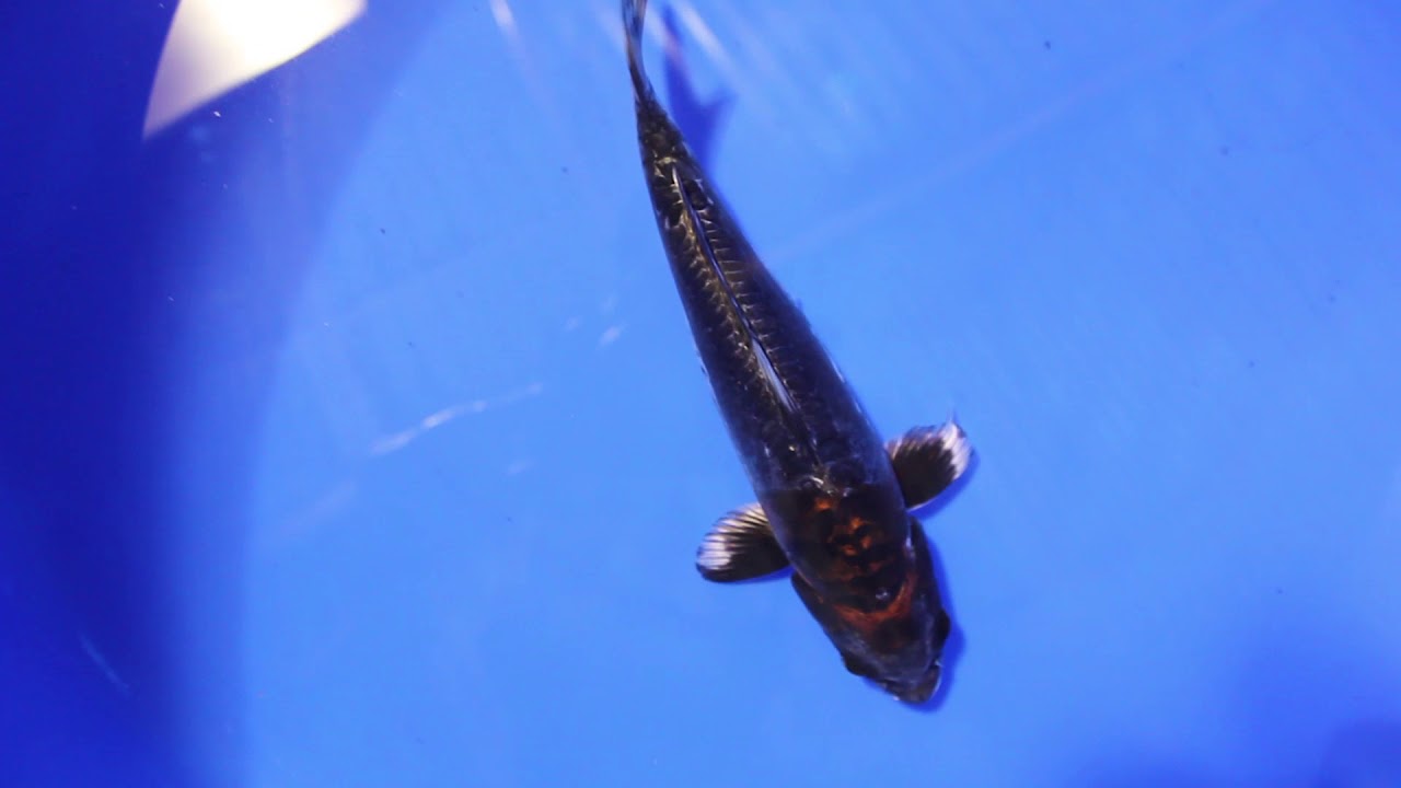 BEN-KIKO-10-B-EX-1 - YouTube