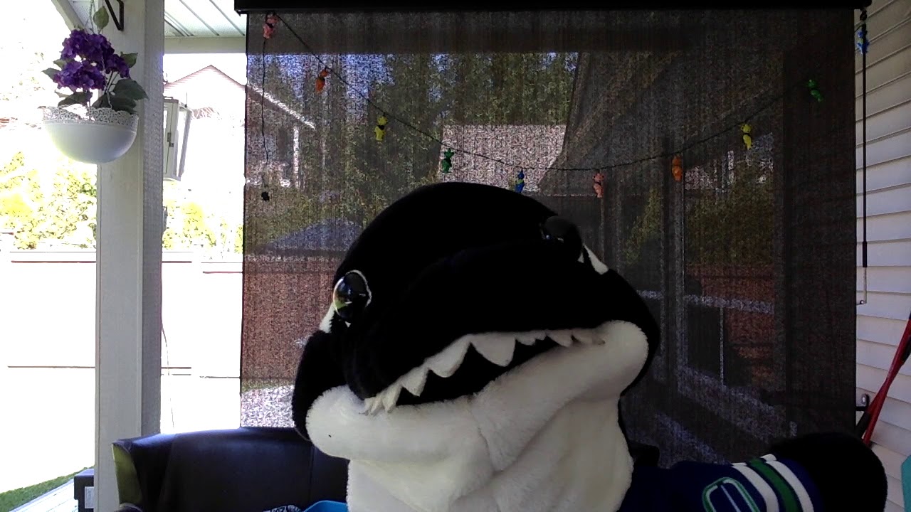 Orca puppet show - YouTube
