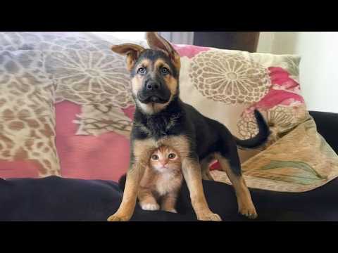 When Dogs and Cats Protect and Care for Each Other 🐶