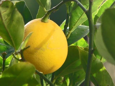 How To Get Rid Of Aphids On Meyer Lemon Tree
