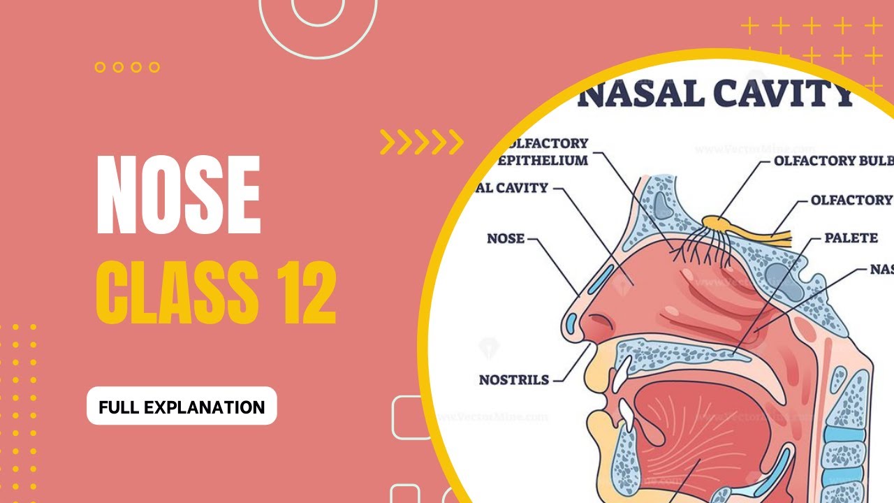 Nose | Human Respiratory System | Respiration | Class 12 | Biology ...