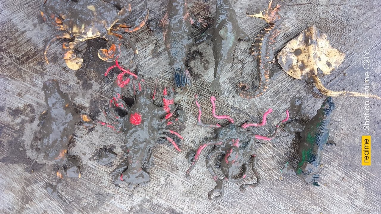 Membersihkan mainan anak-anak|kepiting Alaska,gurita Alaska,kuda laut ...