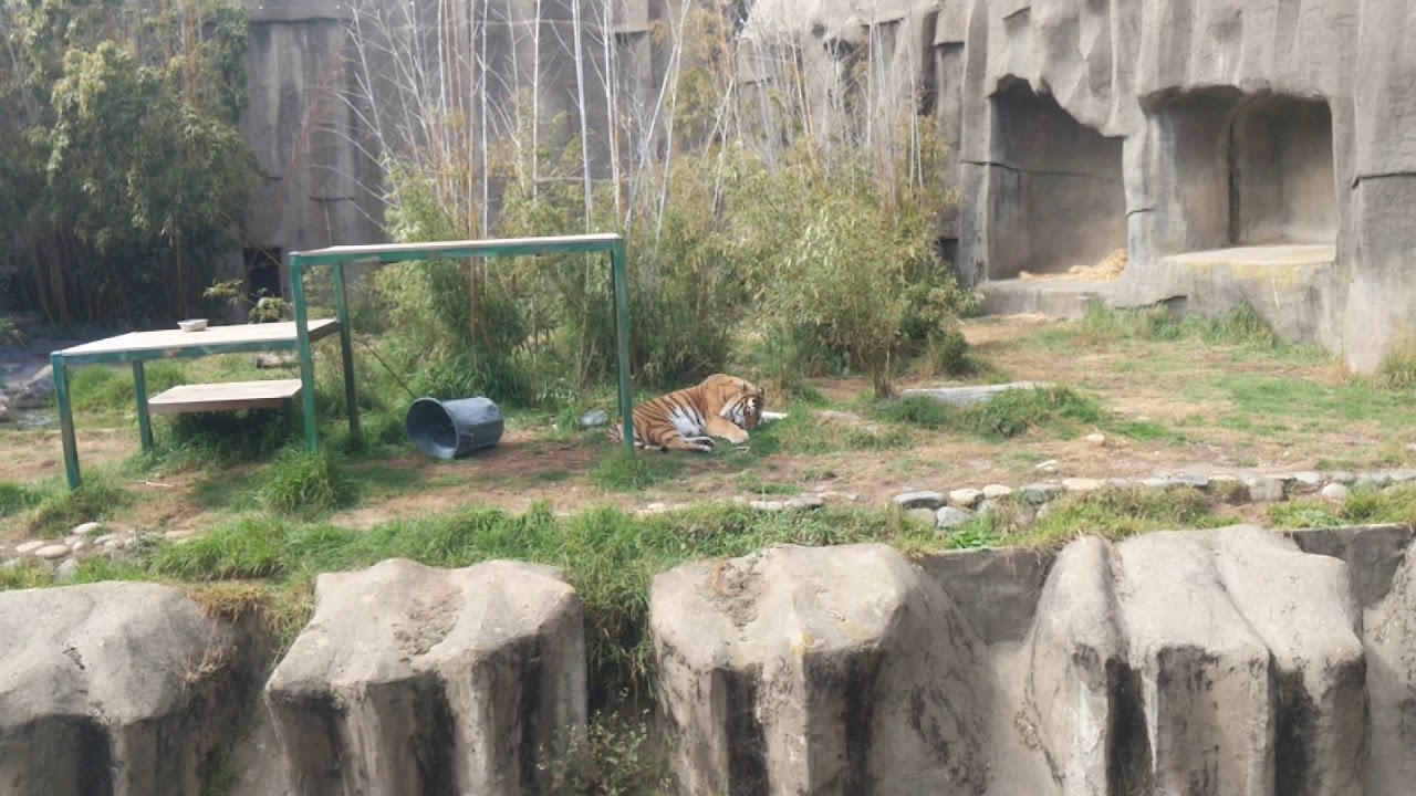 Tiger eating grass at SF zoo - YouTube