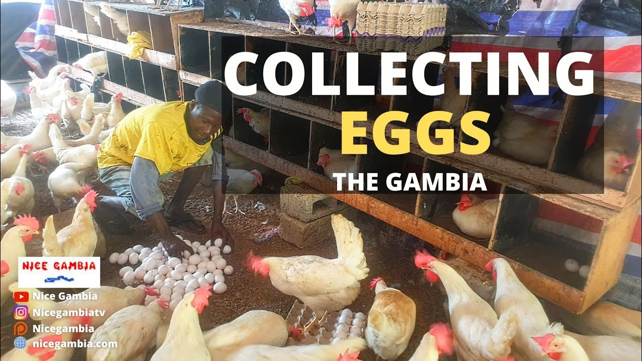 Daily Egg collection in our farm in The Gambia - YouTube