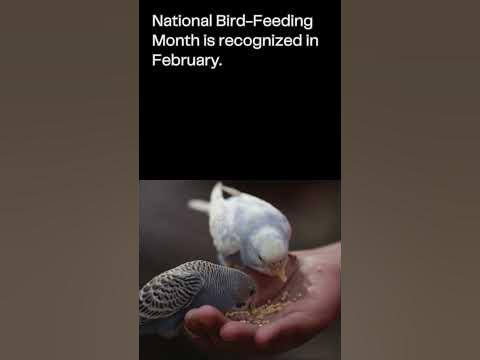 February is National Bird Feeding Month - YouTube