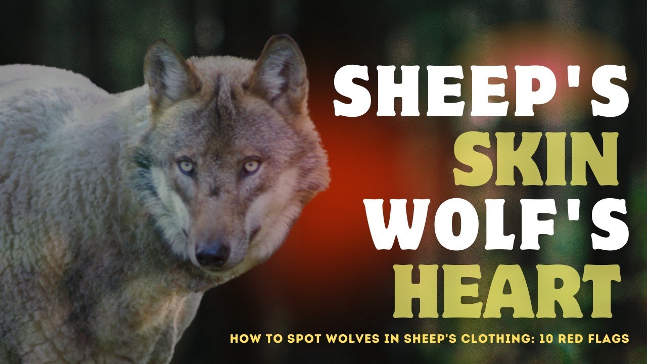 SHEEP'S SKIN, WOLF'S HEART! How to Spot Wolves in Sheep's clothing: 10 ...