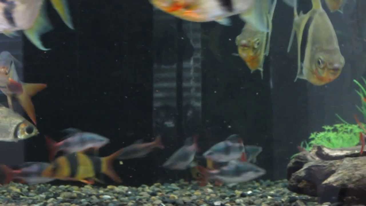 Arulius Barbs (Dawkinsia tambraparniei) - YouTube
