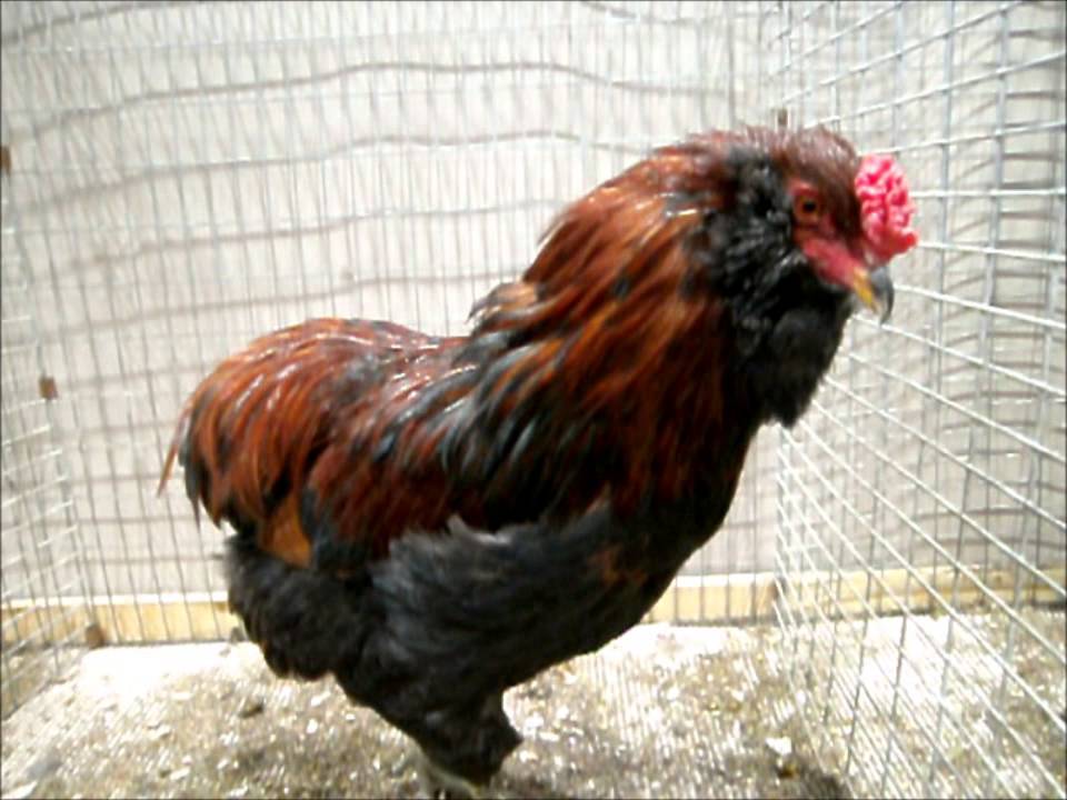 Araucana Rumpless Rooster