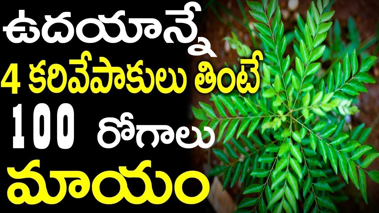 Health Benefits Of Curry Leaves In Telugu 4 health-benefits-of-curry-leaves-in-telugu-4