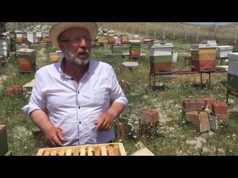 ARICI İRFAN NACAK 2016 YILI BAL HASADI, SERİ 2, ARICILIK, ANA ARI, BUCKFAST, QUEEN BEE, HONEY