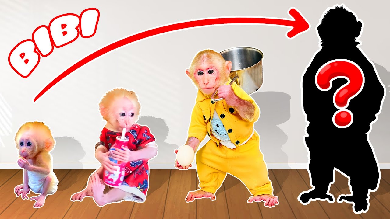 So cute! The Amazing Growth & Development of Baby Monkey Bibi ...