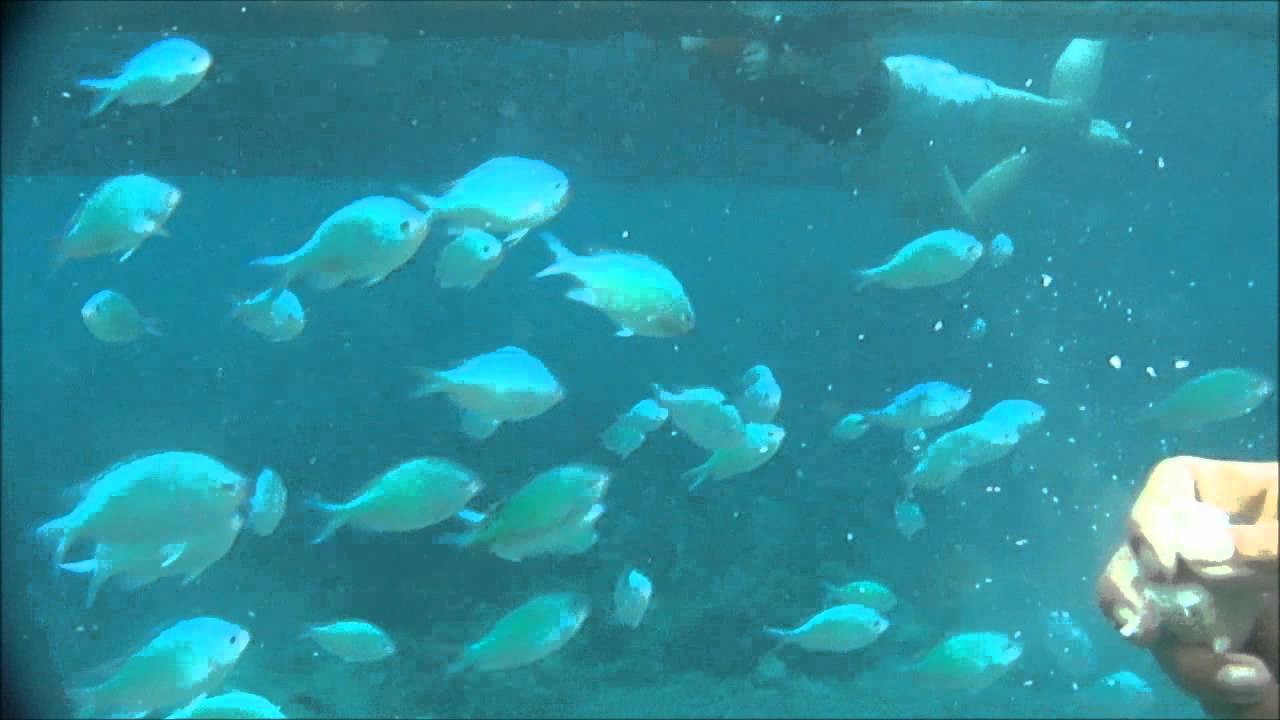 Snorkelling and feeding the fish in Boracay - YouTube