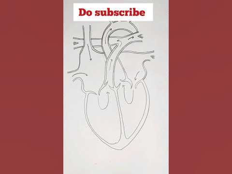 Human Heart diagram step by step | How to draw the human heart easily ...