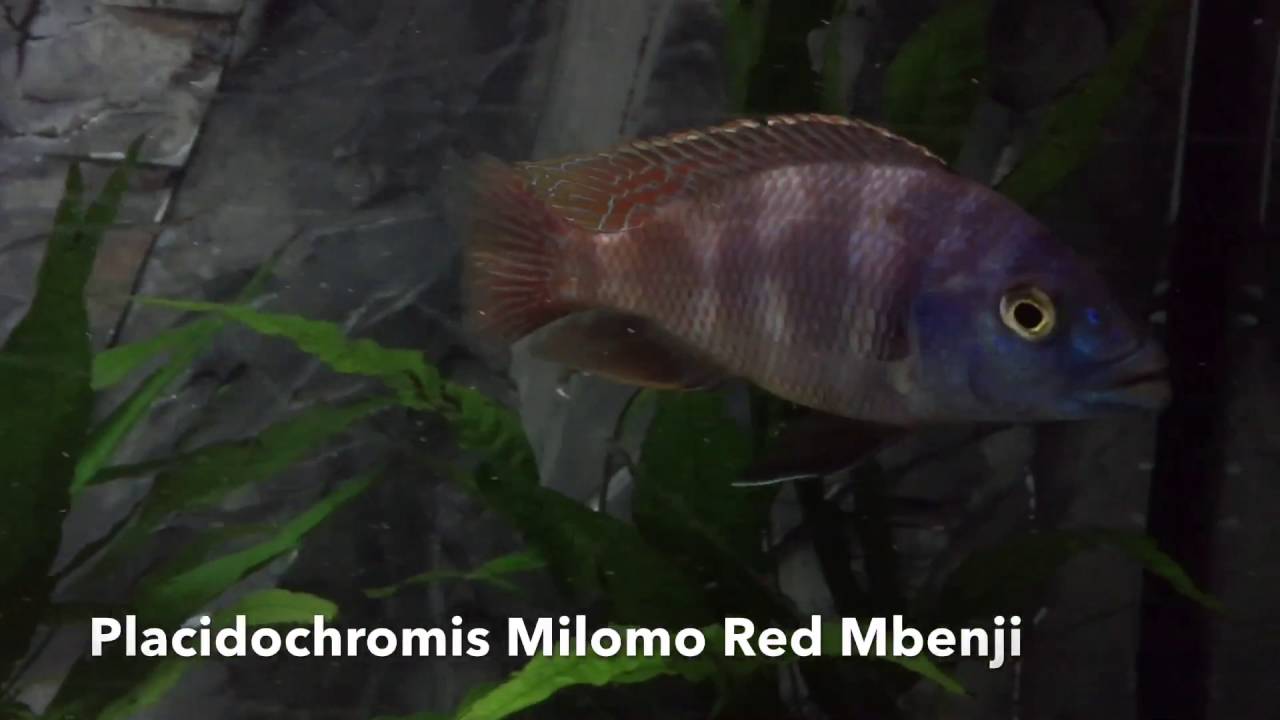 Placidochromis Milomo Vc10
