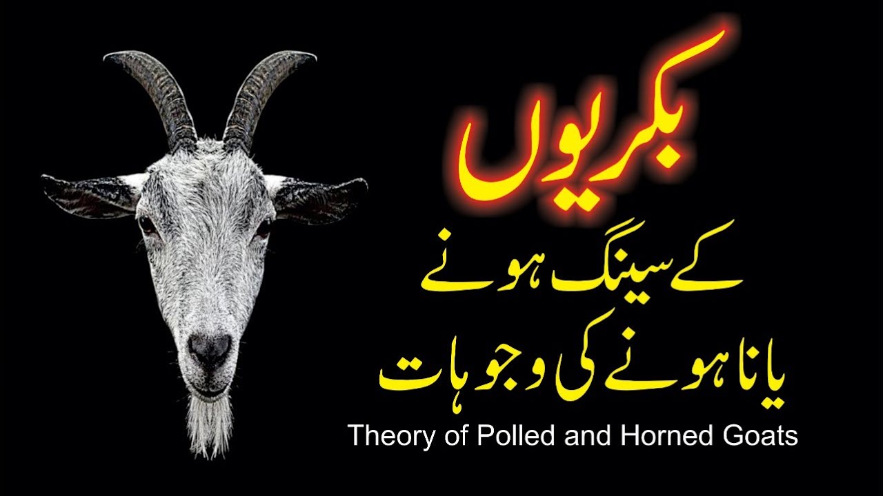 Goat Horns Theory // بکریوں کے سینگوں کی خقیقت - YouTube