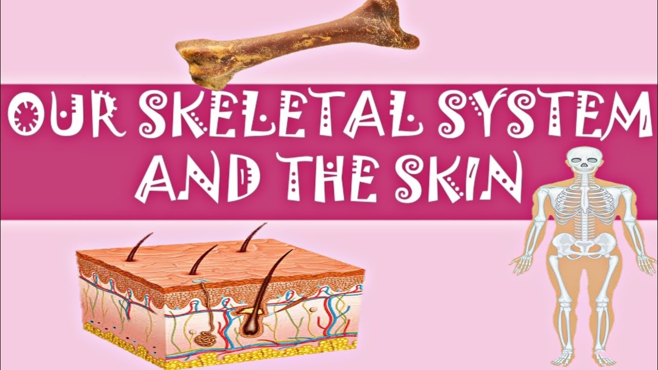 Our skeletal system and the skin | STD 6th | chapter 8 | SSC board ...