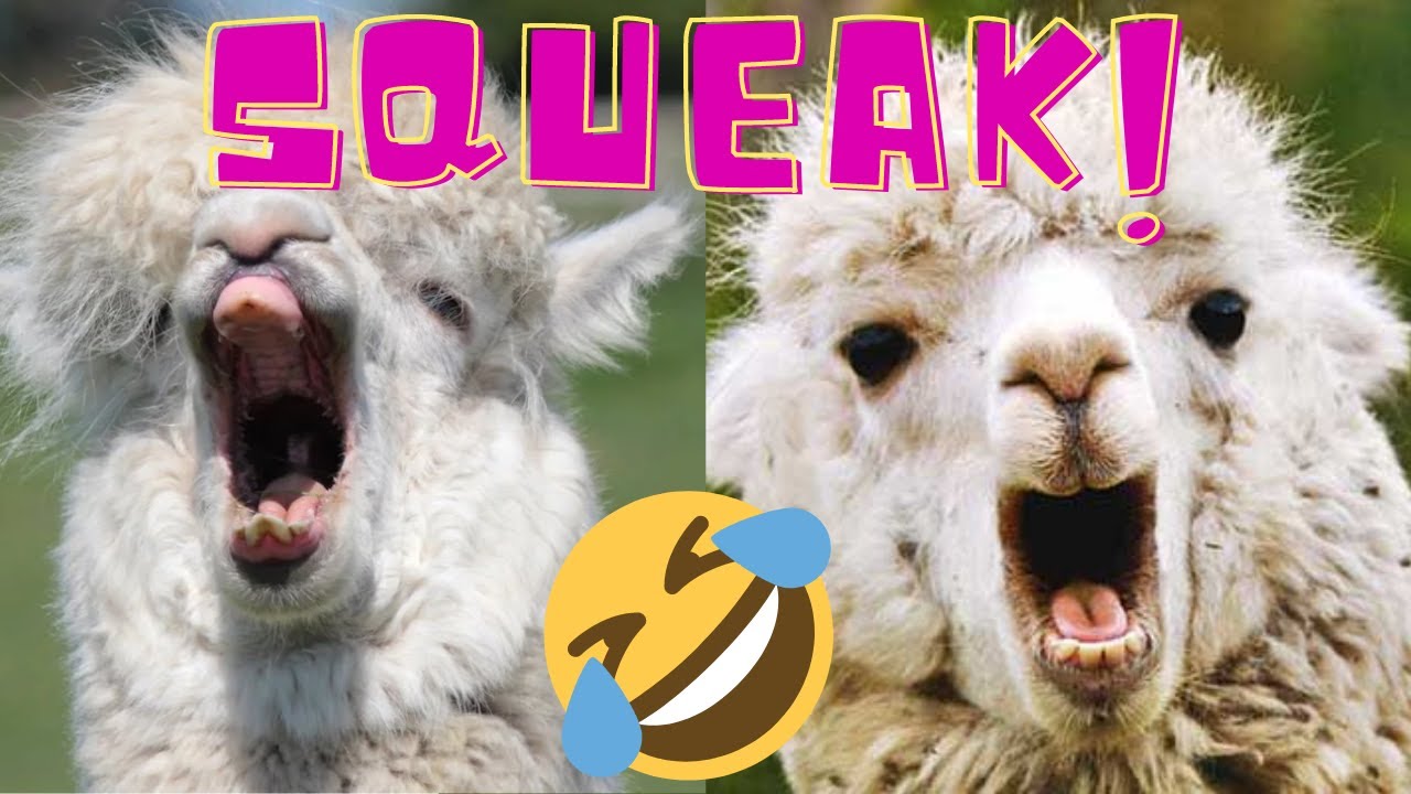 Funny Llamas Compilation....HILARIOUS!!! - YouTube