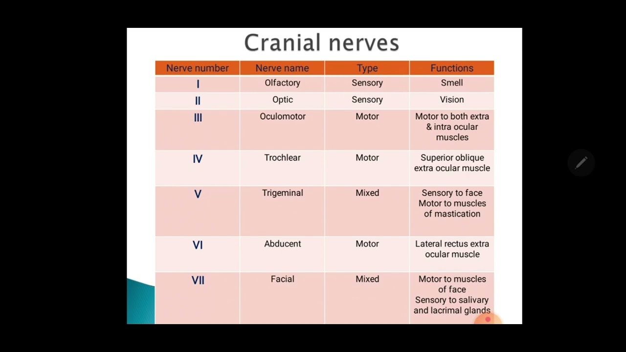 lecture 19 for dental students 2nd term ( practical ) Cranial nerves ...