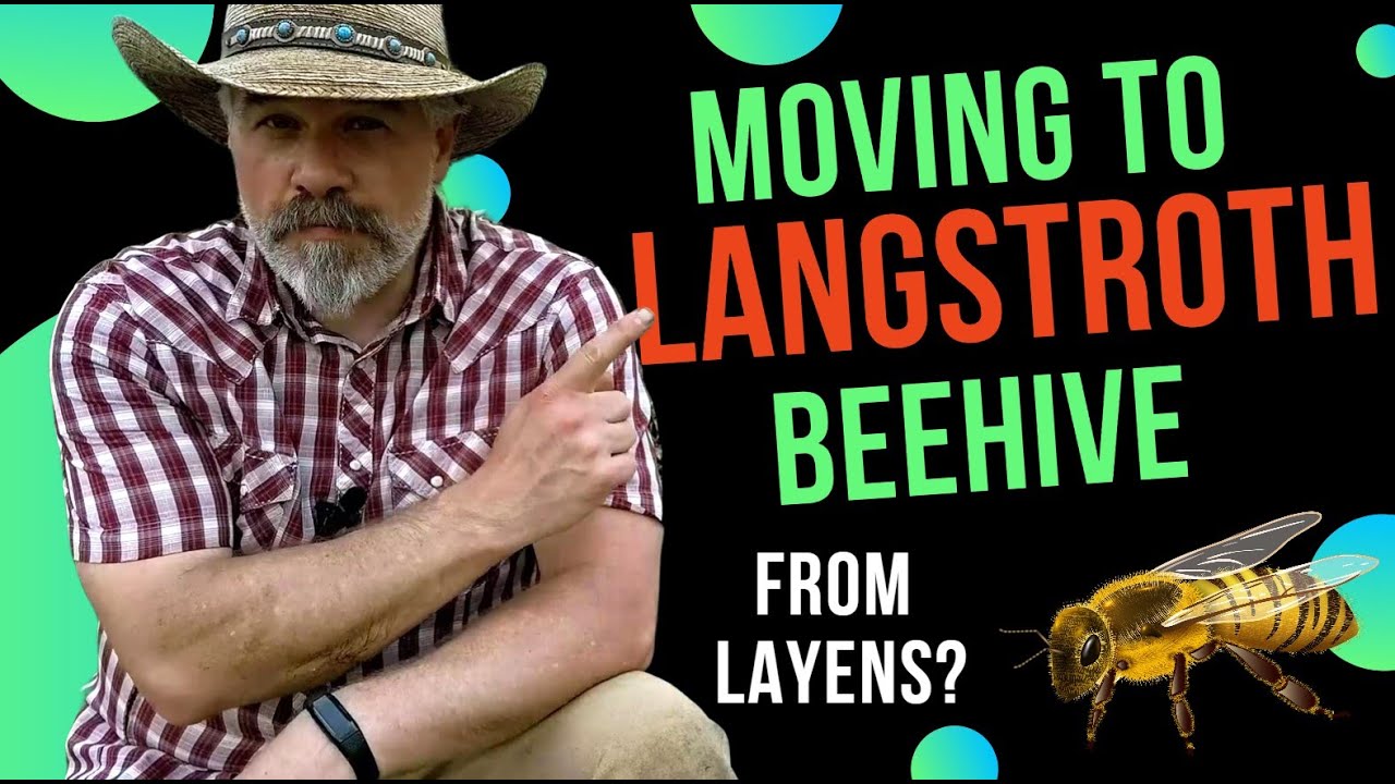 Moving Honeybees into a Langstroth Beehive from Layens - YouTube