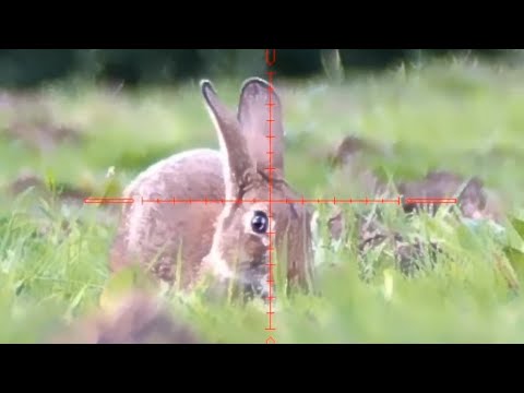 RABBIT HUNTING - HEAD SHOTS ONLY - Air Arms S510 US