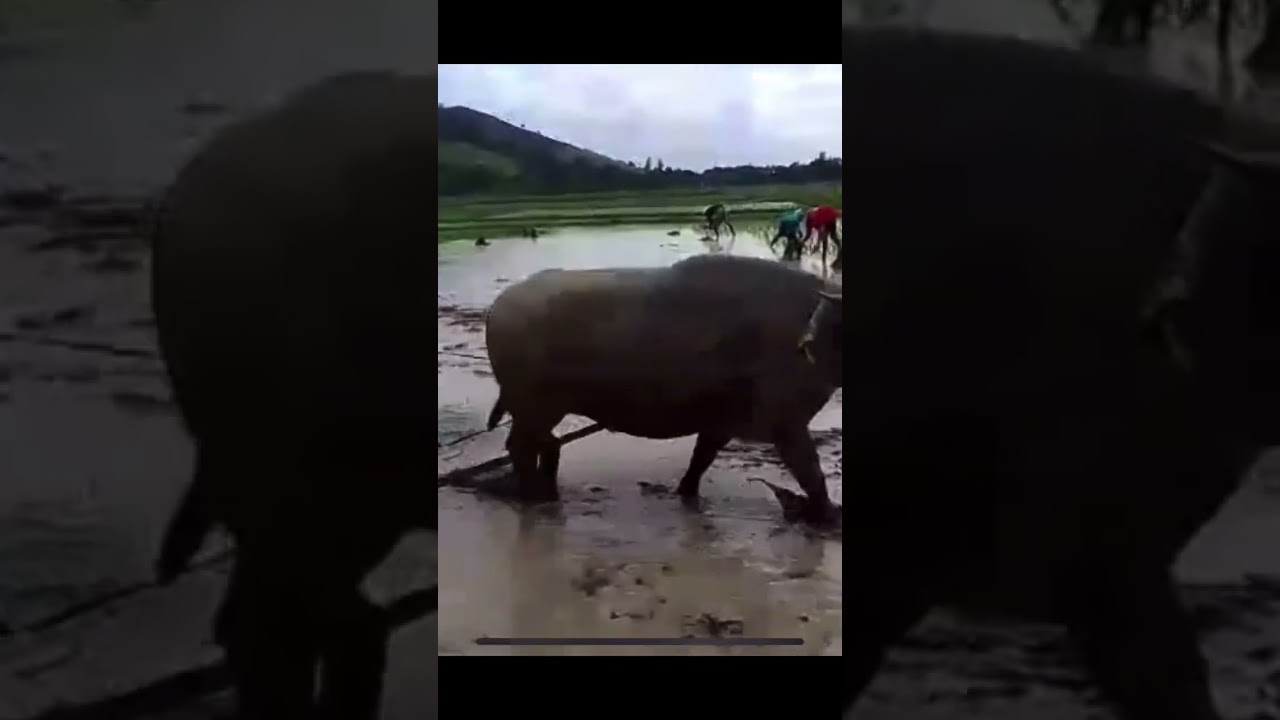 TRACTOR MODE #KARABAW #KULIGLIG #SHORTS # ZAMBALES - YouTube