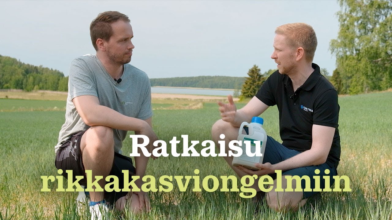 Vaivaako juolavehnä tai hukkakaura? Matara, saunakukka tai jauhosavikka ...