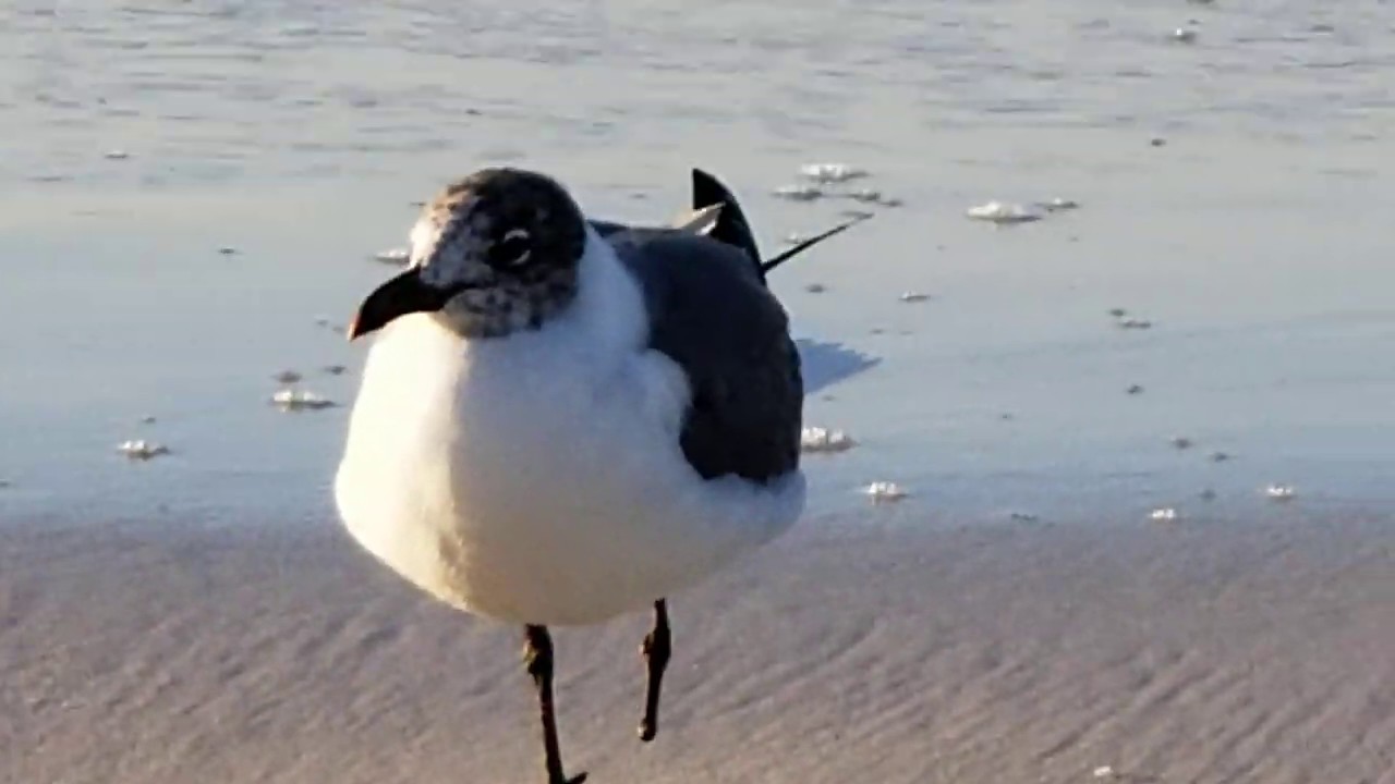 Bird with one leg shows me how to balance things in life - YouTube