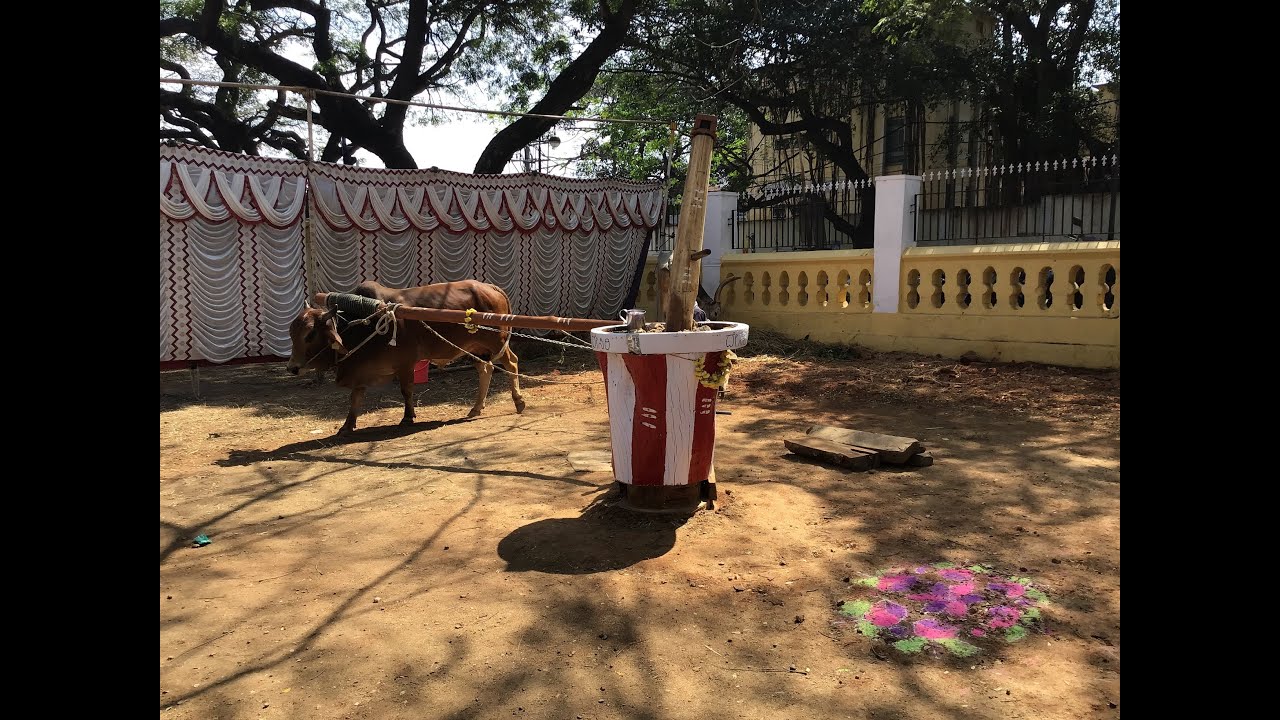 Making Cold Pressed Oil Through Traditional Bull Driven Gaana Method ...