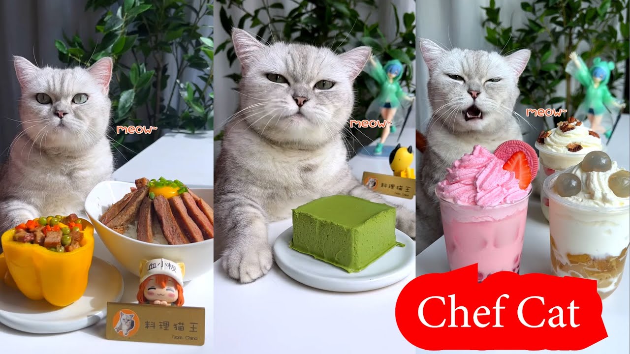 Chef Cat Makes Amazingly Beautiful Cakes That Make You Relax😻😘 ~ Cat ...