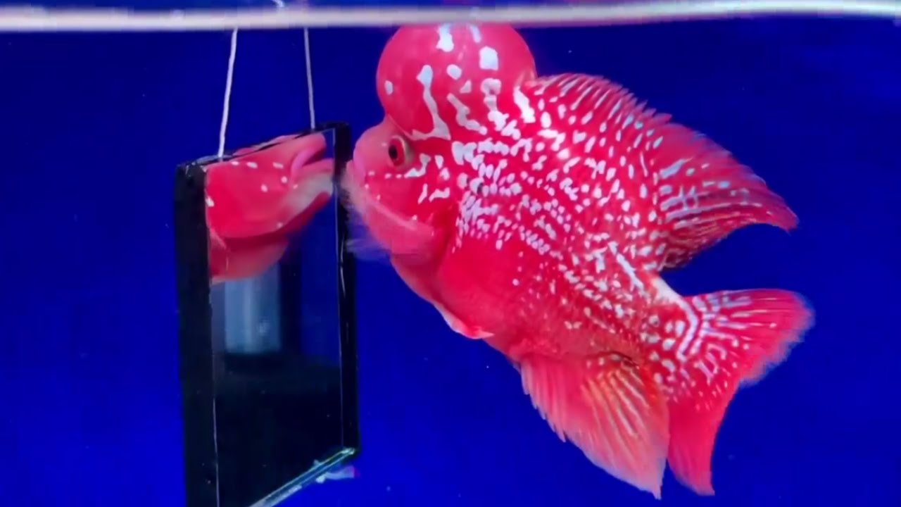 Top 4 Most Beautiful Super Red Kamfa Flowerhorn - YouTube
