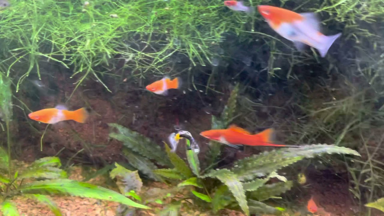 Importance of culling in breeding guppies - YouTube